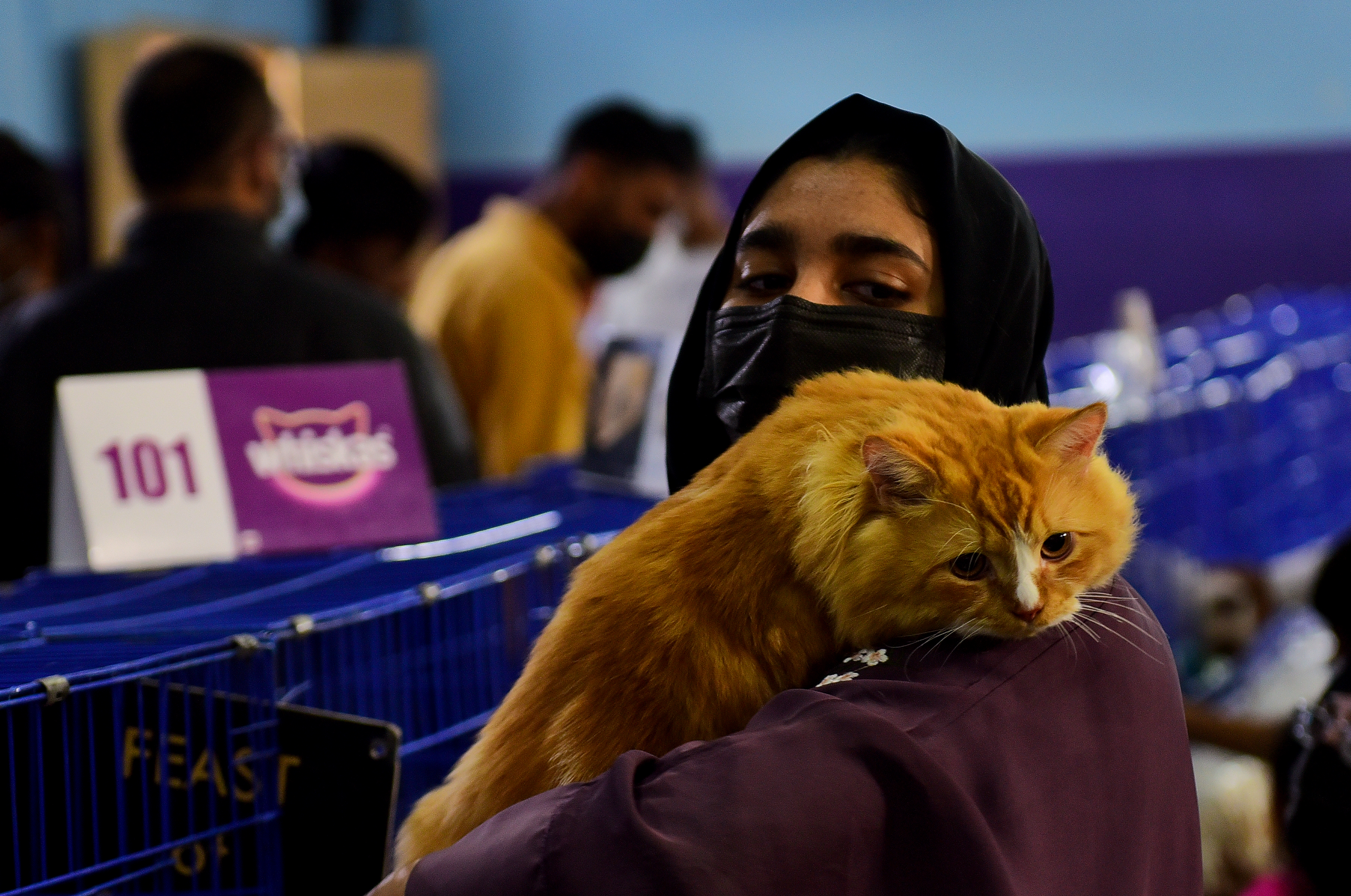 Cat Show 2021 organised in Hyderabad - Telangana Today